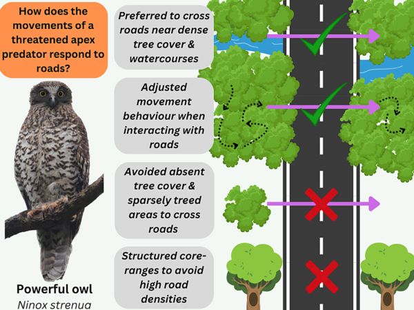 Powerful Owl