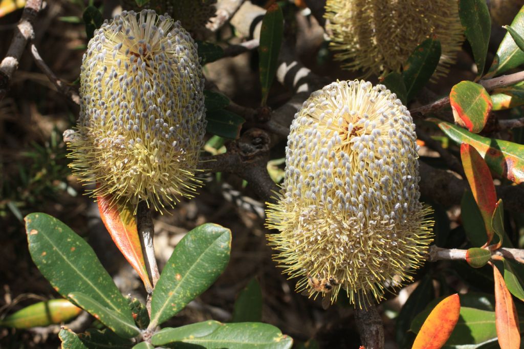 Banksia Project