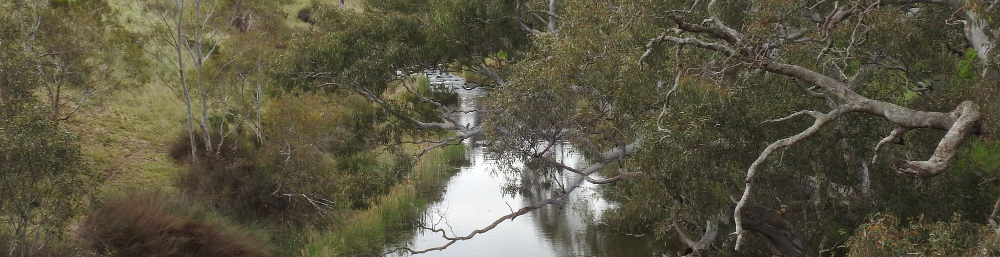 Insectivorous bats of Victoria