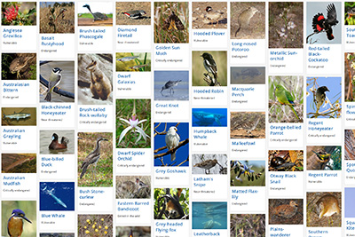 Victorian threatened flora and fauna